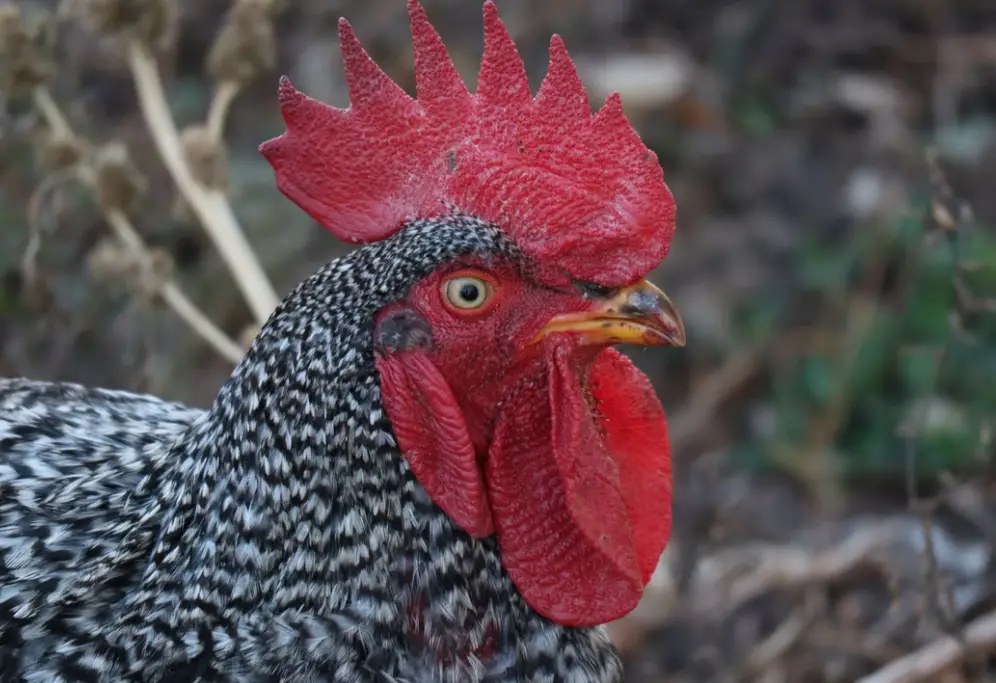 ¿Cómo saber la diferencia entre un gallo de roca barrado y una gallina ...