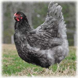 ¿Cuáles son las mejores razas de pollo para principiantes? - Pol y Edro