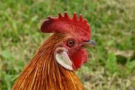 ¿Dónde se encuentran los lóbulos de las orejas de los pollos? - Pol y Edro