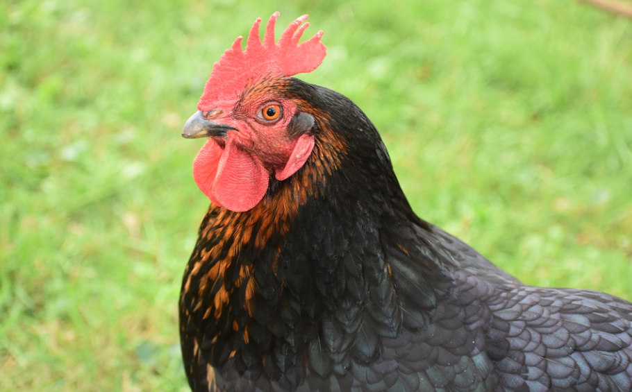 ¿Está considerando pollos Black Copper Marans? Todo lo que necesitas ...