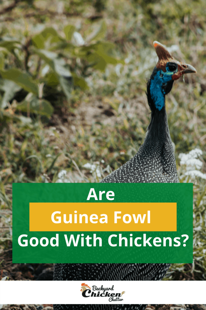 ¿Las gallinas de Guinea son buenas con los pollos? - Pol y Edro