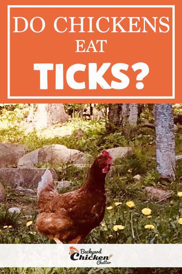 ¿Los pollos comen garrapatas? - Pol y Edro