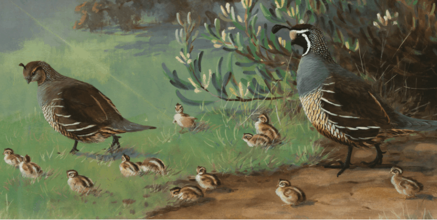 ¿Pueden las codornices vivir con gallinas? - Pol y Edro