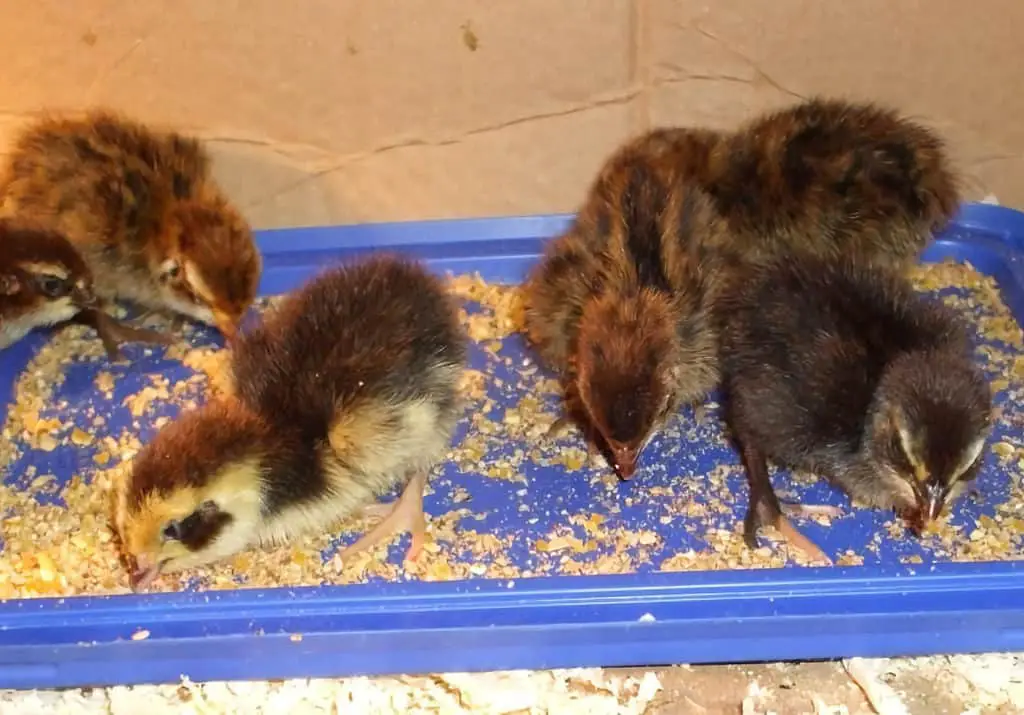 ¿Qué comen los pollitos? (Comenzando con la alimentación de inicio ...