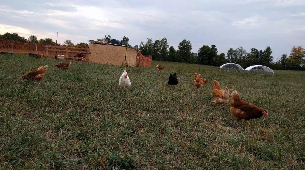 ¿Qué es el pollo de corral? - Pol y Edro