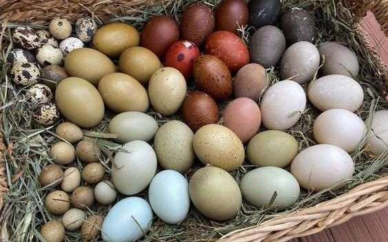 ¿Qué gallinas ponen huevos verdes? - Pol y Edro