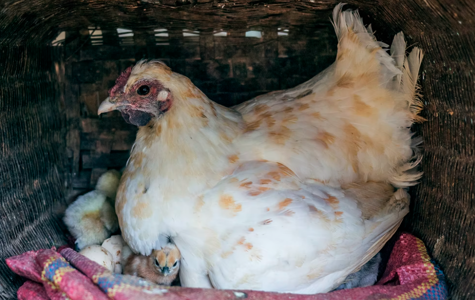 ¿Qué sonidos hacen los pollos? - Pol y Edro