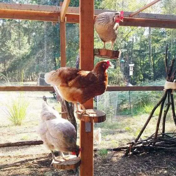 ¿Los pollos tienen riñones? - Pol y Edro