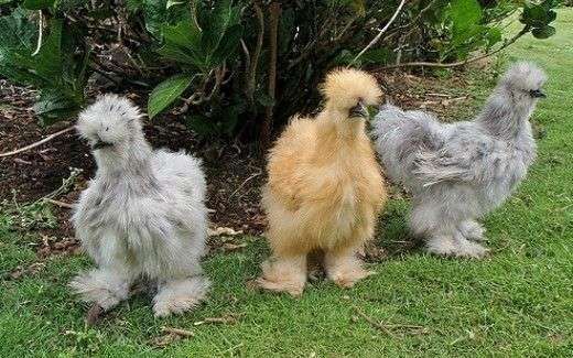 ¿Los pollos tienen pelo? - Pol y Edro