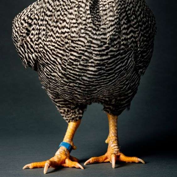 ¿Qué es un pollo anillado? - Pol y Edro