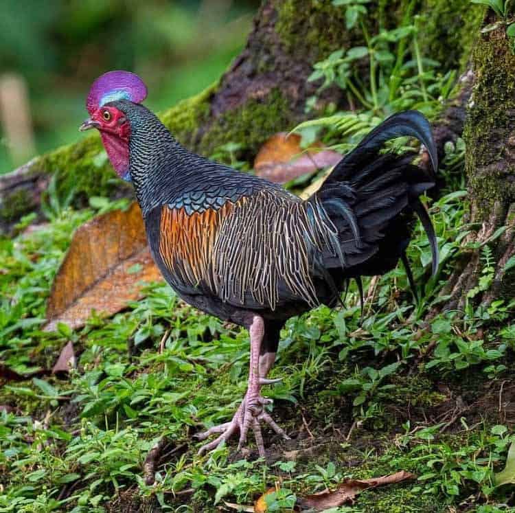 ¿Dónde viven los pollos salvajes? - Pol y Edro
