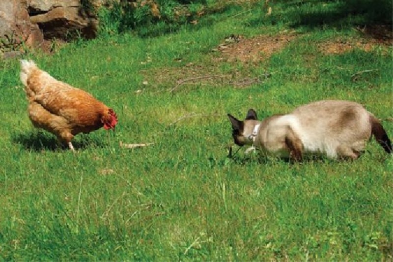 ¿Los gatos comen pollos? - Pol y Edro