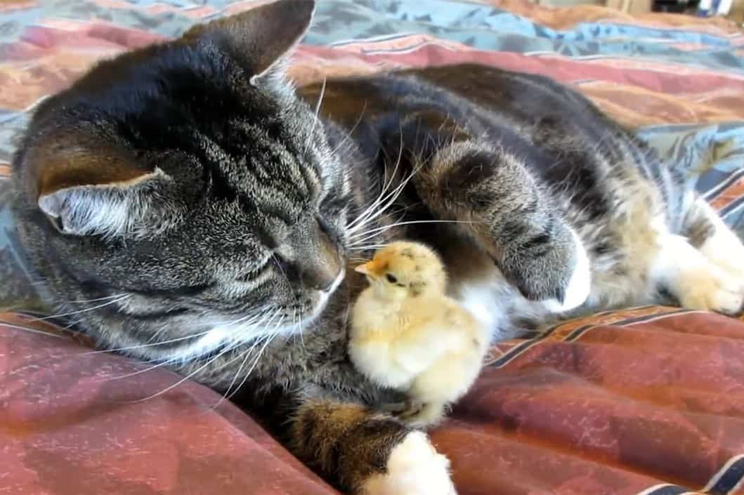 ¿Los gatos comen pollos? - Pol y Edro