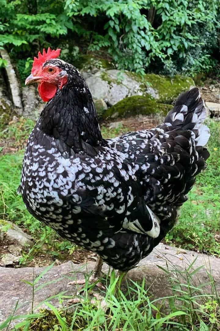 6 razas de gallinas que ponen huevos rosados (con imágenes) - Pol y Edro