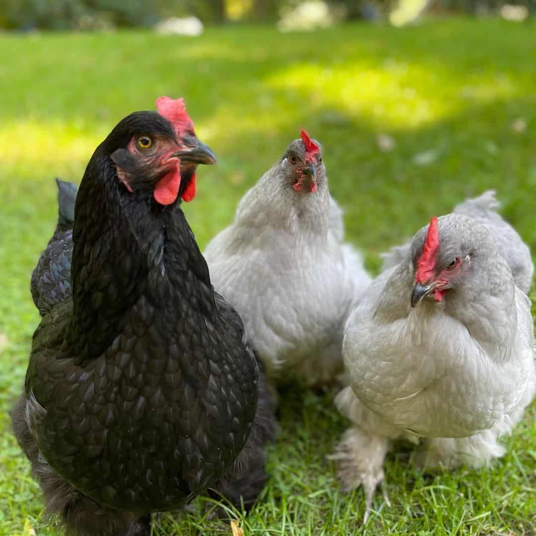 Las 6 mejores razas de pollos asiáticos (con imágenes) - Pol y Edro