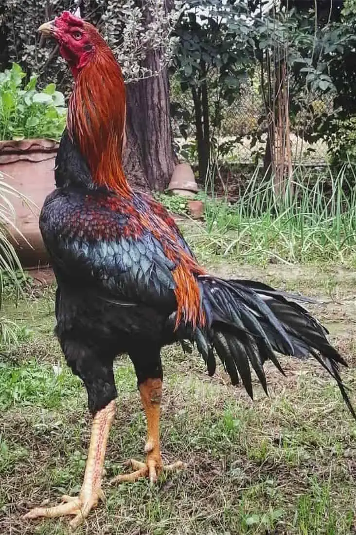 Las 6 mejores razas de pollos asiáticos (con imágenes) - Pol y Edro