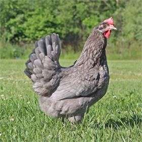 ¿Qué gallinas ponen huevos verdes? - Pol y Edro