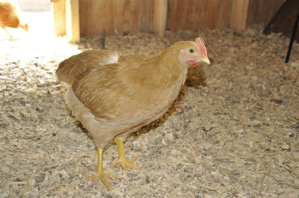 Gallina Vs Pollo: ¿Cuál es la diferencia? - Pol y Edro