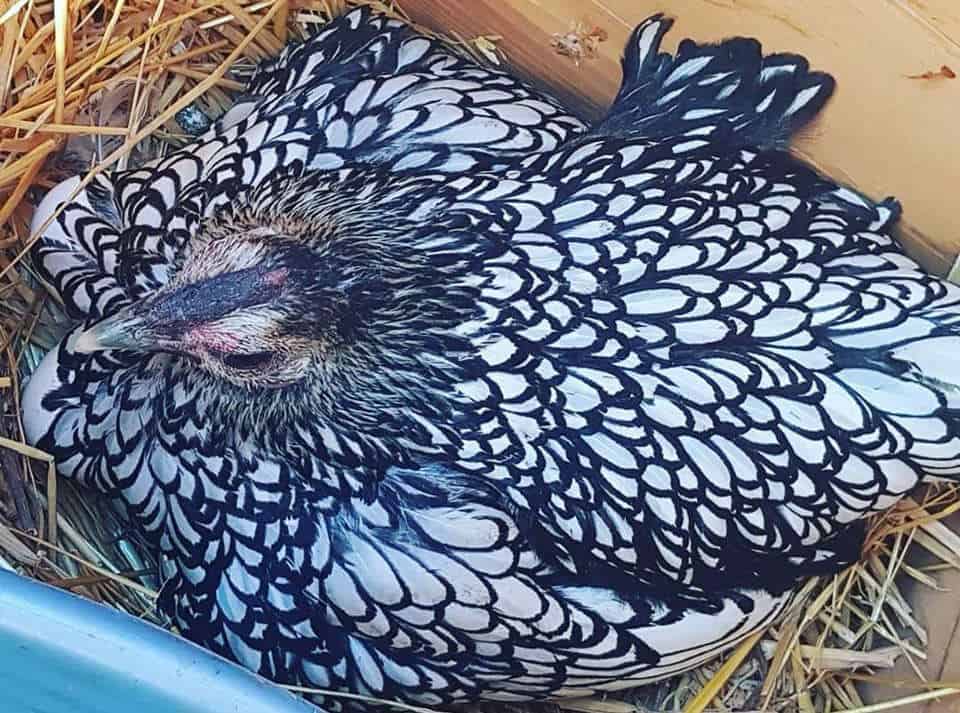 Gallina Vs Pollo: ¿Cuál es la diferencia? - Pol y Edro