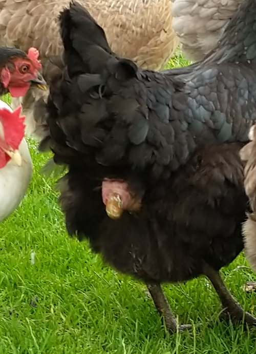 ¿Por qué mis gallinas tienen el trasero sucio? - Pol y Edro