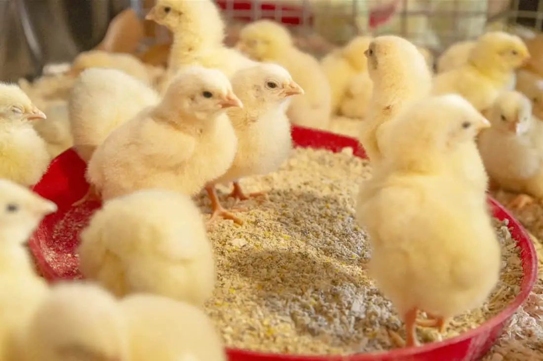 ¿Cómo cuidar a los pollitos? - Pol y Edro