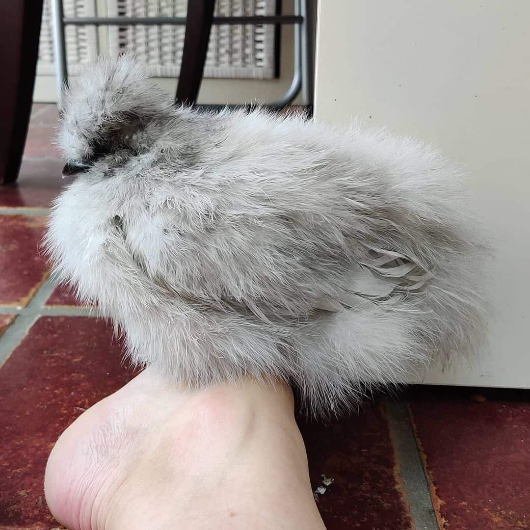 Las 8 mejores razas de pollos pequeños (con fotos y videos) - Pol y Edro