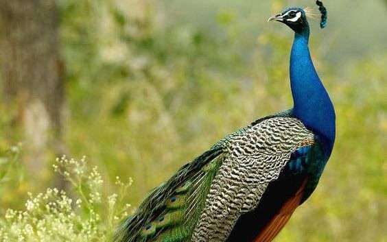 ¿Qué comen los pavos reales? - Pol y Edro