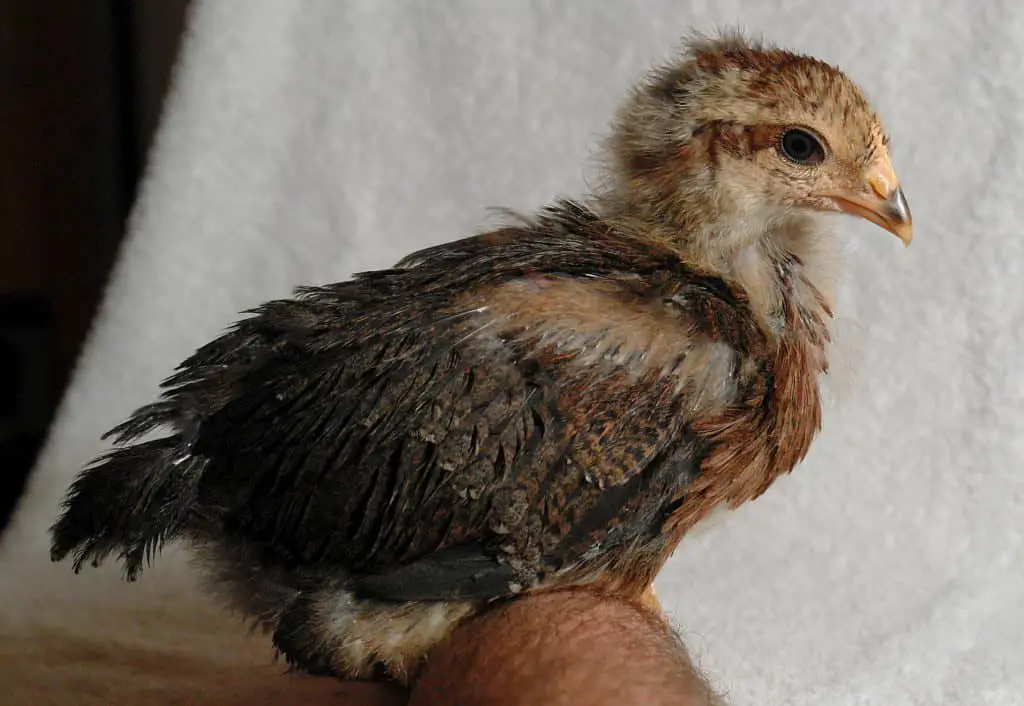 Todo lo que necesitas saber - Pol y Edro