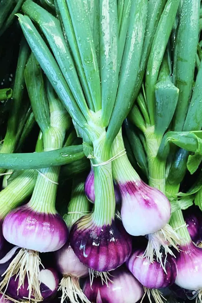 ¿Puede el pollo comer cebollas? (Nutrición, Ventaja, Consejos de ...