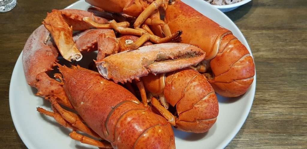¿Pueden los pollos comer caparazones de langosta? - Pol y Edro
