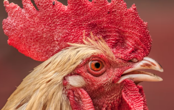 ¿Los pollos tienen lengua? - Pol y Edro