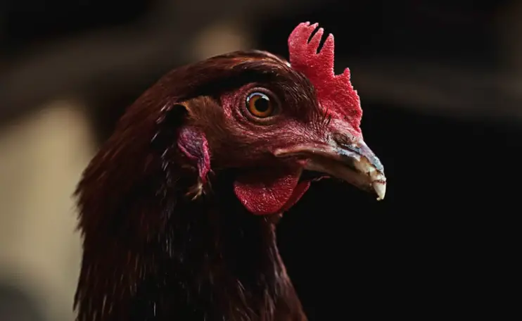 ¿Volverán a crecer los picos de pollo? - Pol y Edro