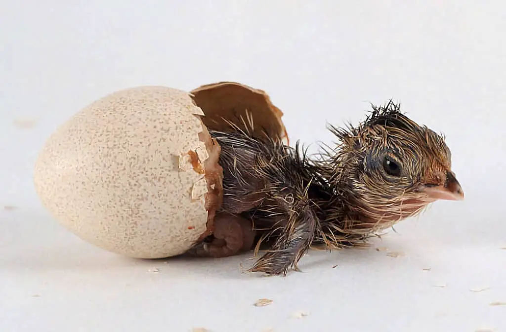 ¿Qué comen los pollitos? (Comenzando con la alimentación de inicio ...