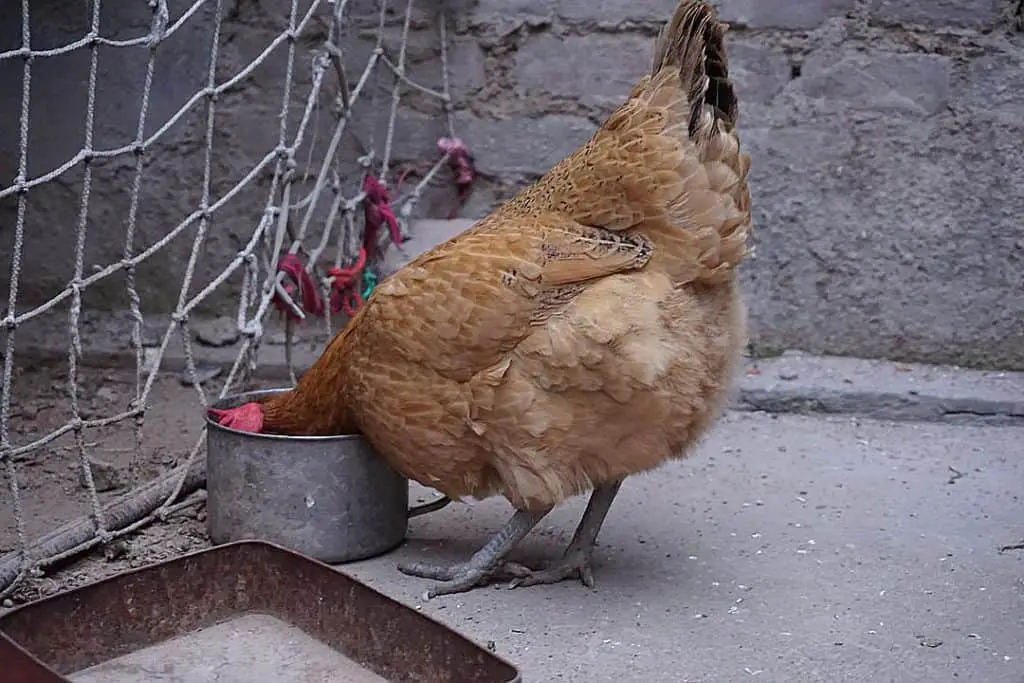 ¿Cómo ayudar a un pollo enfermo? - Pol y Edro