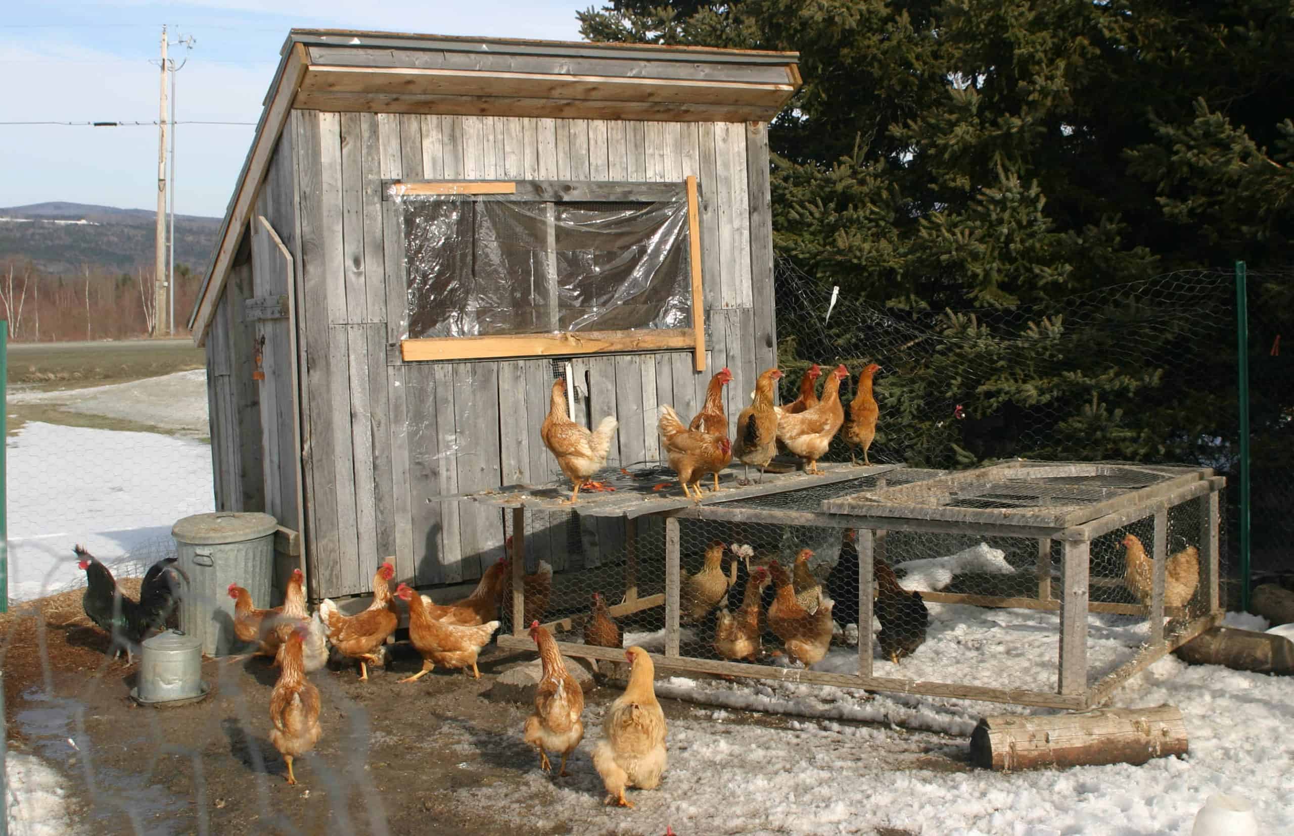 ¿Cómo cuidar a tus pollos como un profesional? - Pol y Edro