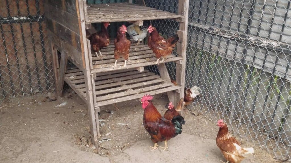 ¿Qué es el pollo de corral? - Pol y Edro