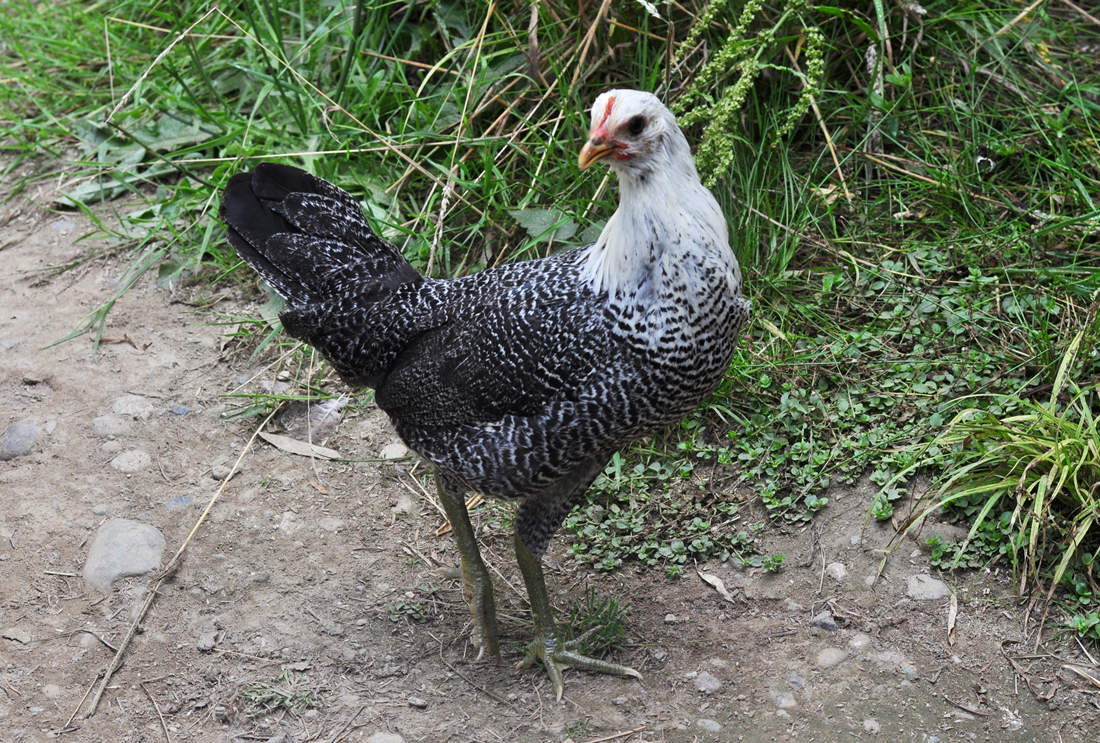 ¿Qué comen los pollos en la naturaleza? - Pol y Edro