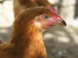 ¿Dónde se encuentran los lóbulos de las orejas de los pollos? - Pol y Edro