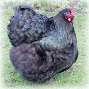 ¿Cuáles son las mejores razas de pollo para principiantes? - Pol y Edro