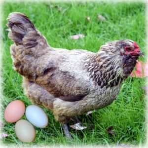 ¿Cuáles son las mejores razas de pollo para principiantes? - Pol y Edro