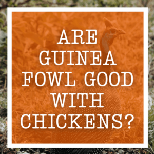 ¿Las gallinas de Guinea son buenas con los pollos? - Pol y Edro