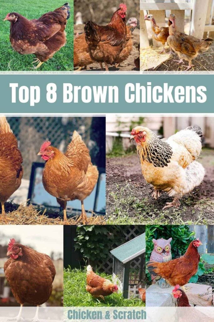 Las 8 mejores razas de gallinas marrones (apariencia, personalidad y ...