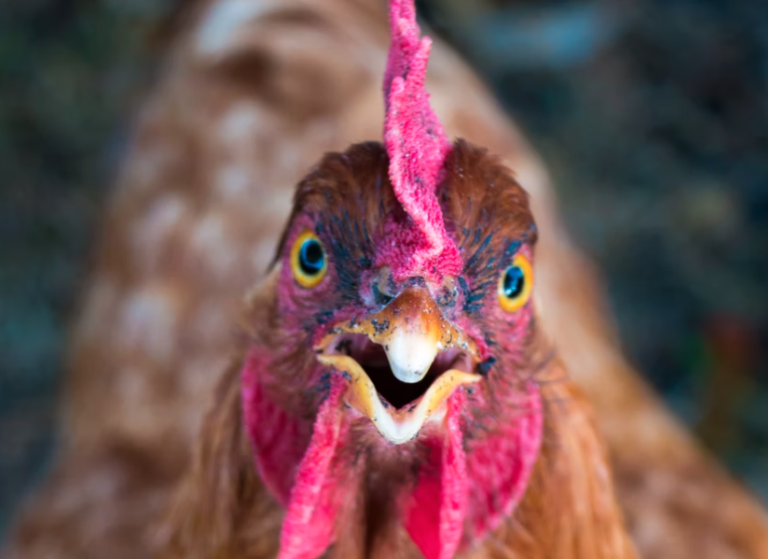 ¿Los pollos tienen lengua? - Pol y Edro
