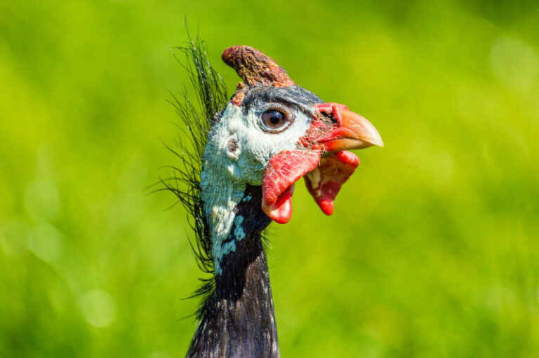 Preguntas frecuentes sobre gallinas de Guinea (FAQ's). con enlaces ...
