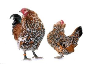 Las 17 mejores razas de gallinas pequeñas (clasificadas por tamaño ...