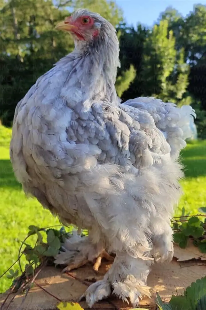 Las 6 mejores razas de pollos asiáticos (con imágenes) - Pol y Edro