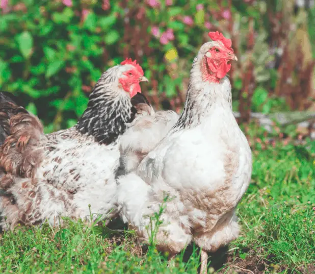 Pollita vs Gallina - ¿Cuál es la diferencia? - Pol y Edro