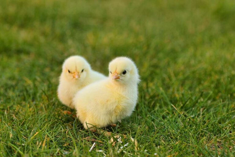 ¿Cuál es la vida útil típica y promedio del pollo? - Pol y Edro