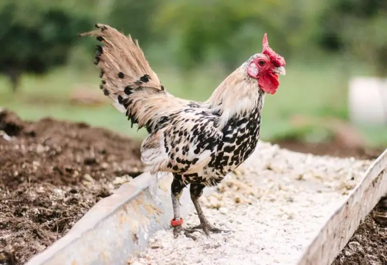 ¿Qué es un pollo anillado? - Pol y Edro