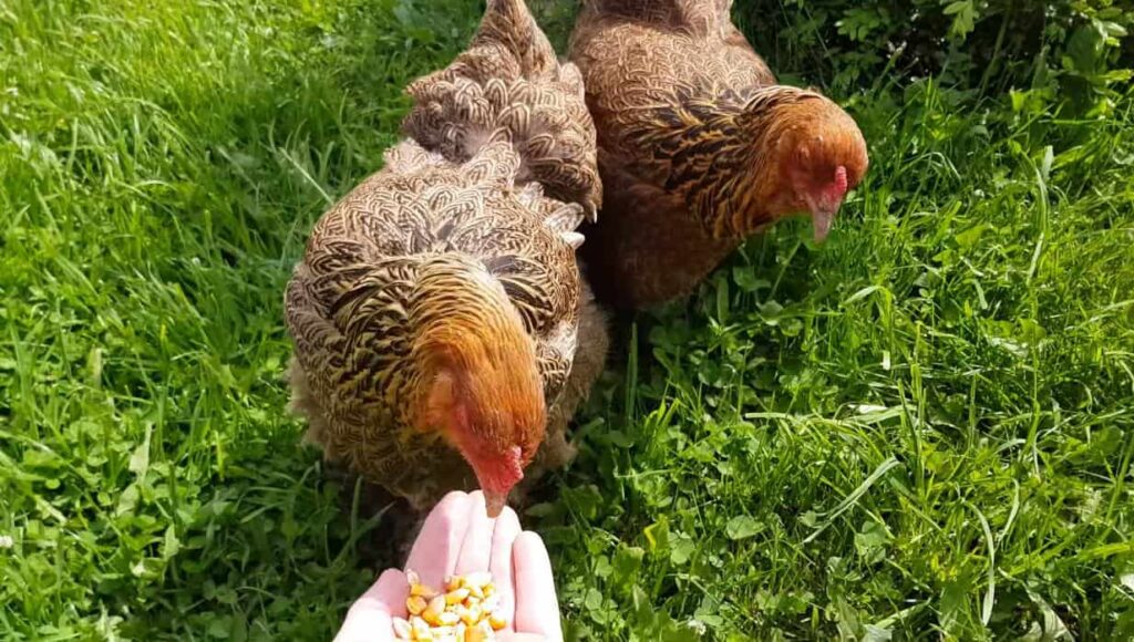 10 tipos diferentes de alimento para pollos - Pol y Edro